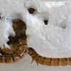 Better Recycling: These Superworms Can Digest Non-Biodegradable Styrofoam