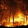 How Global Indigenous Practices Of 'Good Fire' Can Prevent Forests From ...
