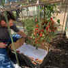 Gardener Grows A Record-breaking 1,269 Tomatoes In A Single Stem