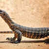 Four Men Booked For Raping Bengal Monitor Lizard In Maharashtra's ...