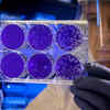 Methane-Consuming Bacteria Could Help Generate Electricity