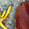 There Is A Tree Called Kanak Champa And Its Leaves Are As Big As Dinner ...