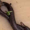 Only In Australia! Mice, Frogs And Beetle Ride On Snake’s Back To ...