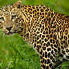 Maharashtra: Leopard With Head Stuck In Plastic Water Container Rescued ...