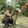 Kerala: Famous Snake Handler Vava Suresh Got Bitten By Cobra ...