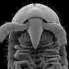 Earth's First True Millipede Species Discovered, A Creature With 1,306 ...