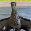 Bird Holds Australian Man 'Hostage' In His Own Home, Refuses To Allow ...