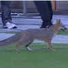 Fox Invades Football Match In The US & Becomes The Instant Star Of The Show