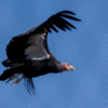 Study Claims Endangered Species California Condors Can Reproduce ...