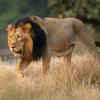Eight-year-old Tribal Girl Attacked And Killed By Lion In Gujarat's Gir