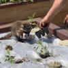 Watch Cute Racoon Helps, Plays With Human Father In Viral Video