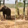 Smart Elephant Pumps Just Enough Water To Drink From Hand Pump To Avoid ...