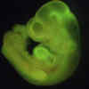 Scientists Can Now Grow Bigger Human Embryos In Labs To Unlock Health ...