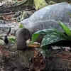 Watch: Giant Tortoise Caught On Video Hunting and Killing A Bird In ...