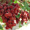 World's Most Expensive Grapes 'Ruby Roman' Sell For Whopping Rs 35,000 ...