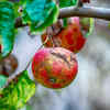Experts Warn Of Possible 'Apple Scab' Outbreak In Himachal Pradesh ...