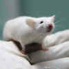 Scientists Increase Lab Rats' Life By 23% And Could Boost Human ...
