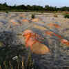 More Bodies Found Buried In Sand On Banks Of Ganga In Prayagraj, Locals ...