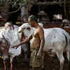 Indian Doctors Advise Against Using Cow Dung for COVID-19, Warn 'Other ...