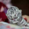 Rejected By Its Mother, Rare White Tiger Cub Is Being Raised By Humans