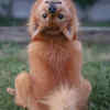 Woman Teaches Dog To Rotate Its Head 180 Degrees Whenever She Says The ...
