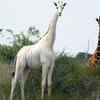 World's Only White Giraffe In Kenya Fitted With Tracking Device To Save ...