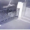 CCTV Captures Leopard's Giant Leap While Chasing Prey, Video Goes Viral