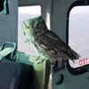 Firefighters On Water Drop Mission In California Joined By An Owl Who ...