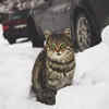 Is Your Cat Freezing Without You Realising? Temperature Limits Every ...