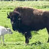 Rare White Buffalo Calf Born In US. Locals Celebrate Its Birth, Owners ...