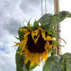 Father Grows Sunflower 'As Tall As The House' After Learning About 4-YO ...