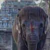 Meet The Uniquely Fashionable & Adorable Elephant 'Bob-Cutting ...