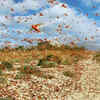 Locust Swarm Attacks Prayagraj, Video Of Terrifying One-Kilometre-Long ...