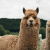 New Claim: Antibodies Of 4-YO Llama Named Winter Could Help Humanity ...