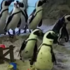 Adorable! Penguins At This Singapore Wildlife Reserve Have Their Own ...