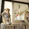 Monkeys Given Oxford Group Test Vaccine Haven't Caught Coronavirus Even ...