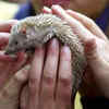 Hedgehogs Haven't Hibernated Due To Climate Change, And Why It May ...