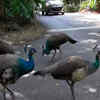 Pack Of Peacocks Terrorise Neighbourhood - Squawk, Scream & Mate All Night!