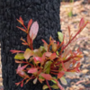 Pictures Show Australian Bush Coming Back To Life After Devastating ...