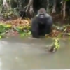 Live And Let Live: Gorilla Warns Tourist To Get Out Of Its Space By ...