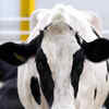 Amid Rising Gulf Crisis Qatar Airlifts 165 Holstein Cows From Hungary ...