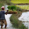 The Simple Irrigation System That's Been Helping A Village In Assam ...
