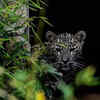 Dangerous Leopard Suspected For Killing Two, Located. Search Operations ...