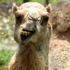 Camel Bites Man, Wife Bites Camel's Crotch, Camel Is Now On Antibiotics!