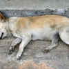 Mumbai Man Rapes Stray Dog, Arrested After Animal Rights Activist ...