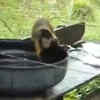 Watch And Learn: This Monkey Is Washing Clothes Better Than You And I ...