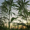 81-YO Arrested For Growing Marijuana In Maharashtra, Says He Was ...