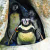 Penguin offer met with cool reception