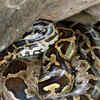 Kerala Man's Python Barbecue Plan Fails As He Forgets The Reptile On ...