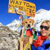 Meet Rupee, The First Dog To Conquer Mount Everest